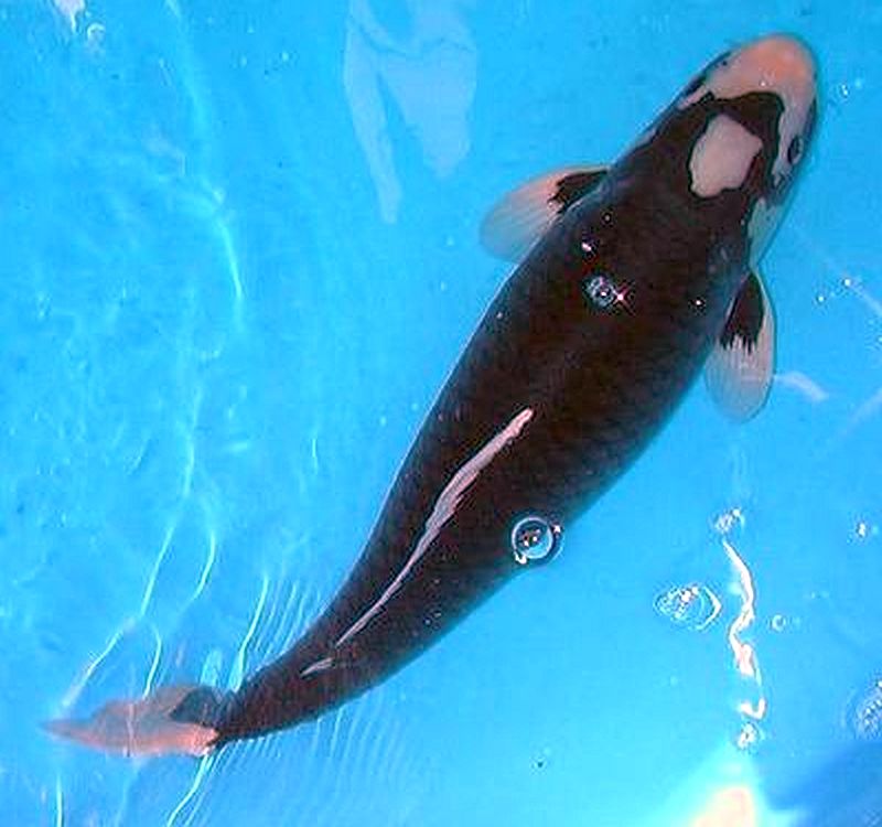 Koi (Cyprinus rubrofuscus) | Tropical Fish Keeping